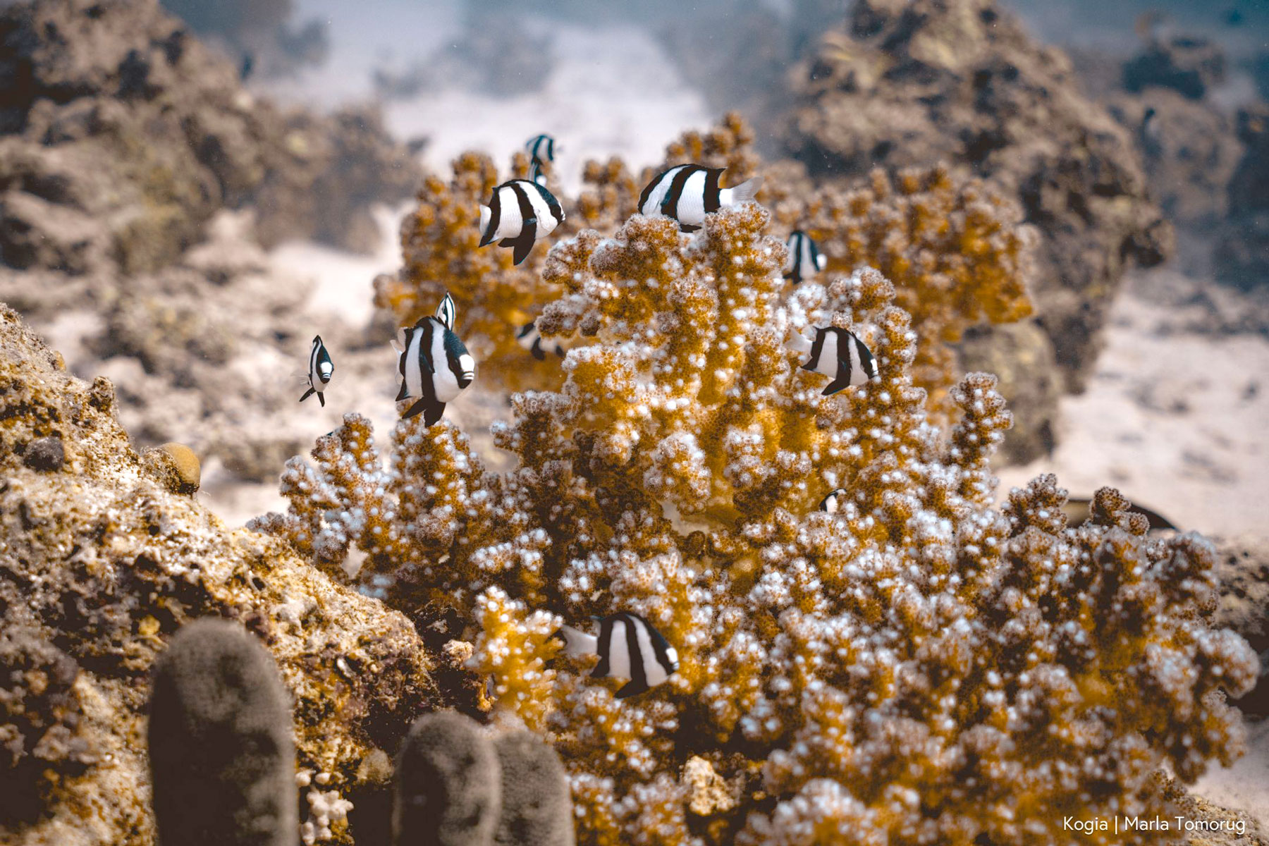 Biodiversity, the Secret Superpower of Coral Reefs - Coral Reef Alliance