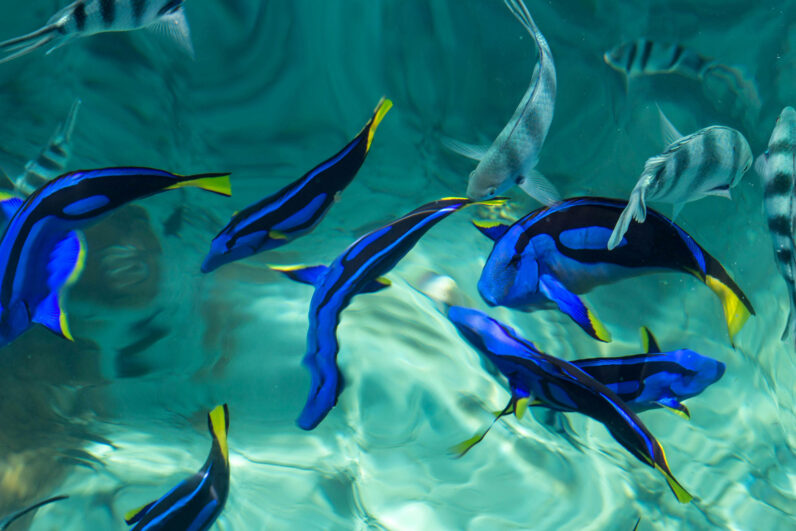 Who’s the Real Dory? - Coral Reef Alliance