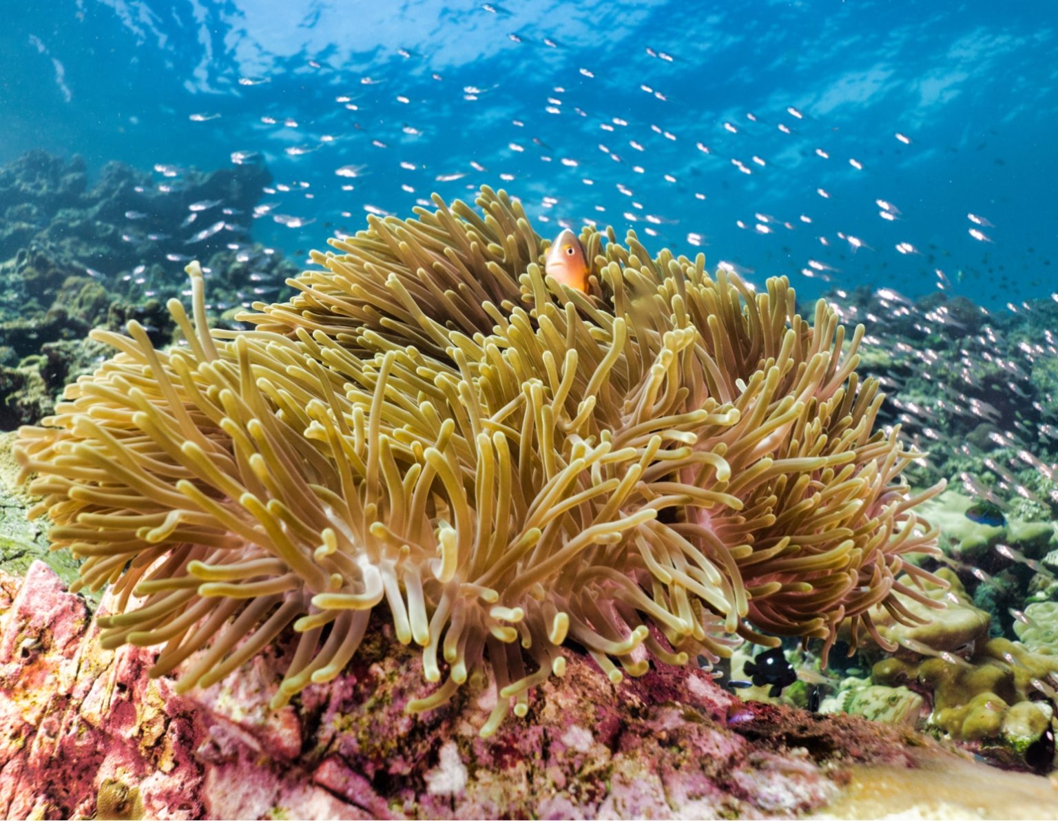 Coral Reef Alliance - Saving the World’s Coral Reefs