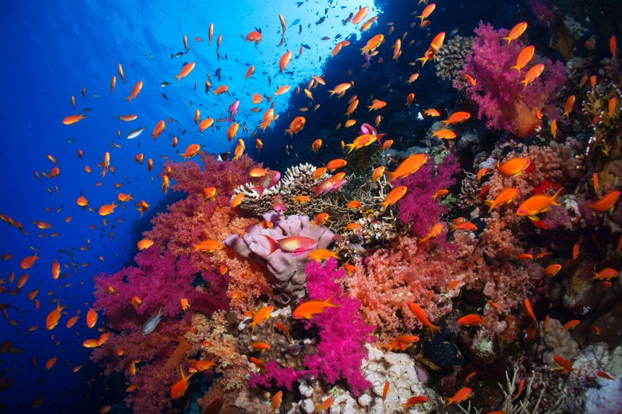 Other Ways to Give - Coral Reef Alliance