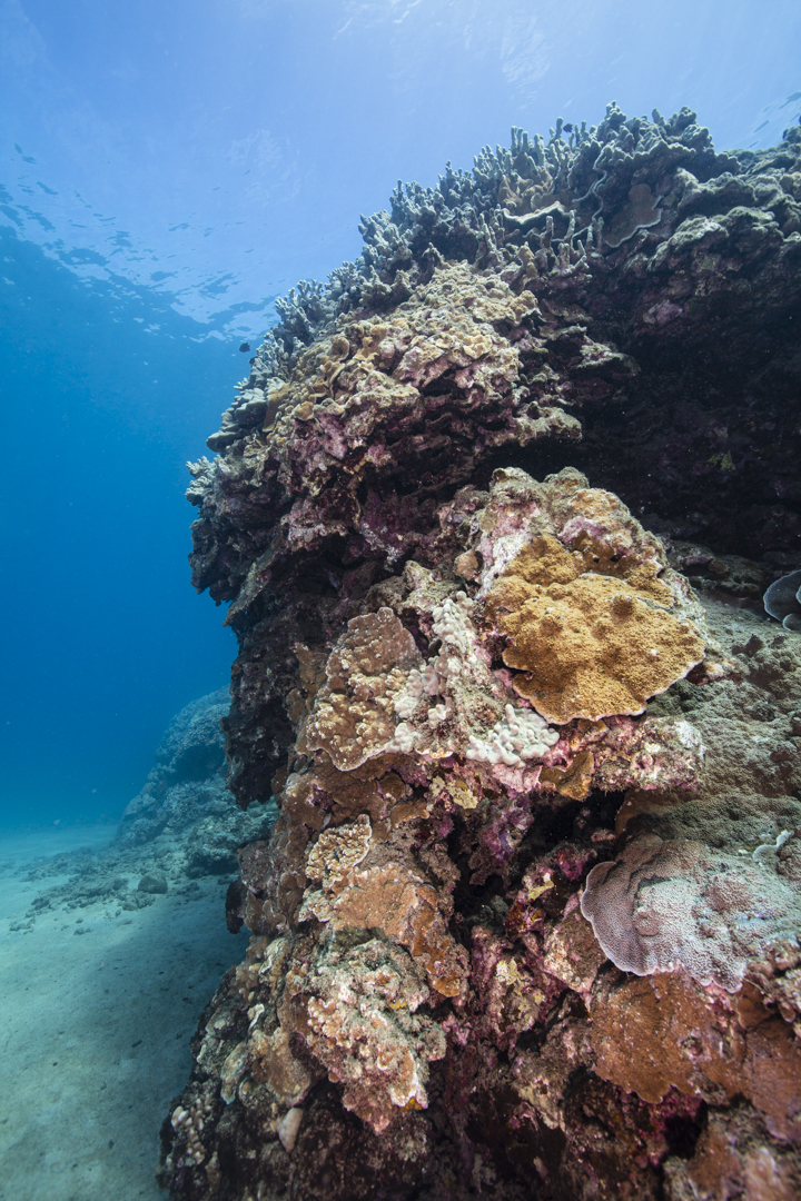 Maui Nui - Coral Reef Alliance