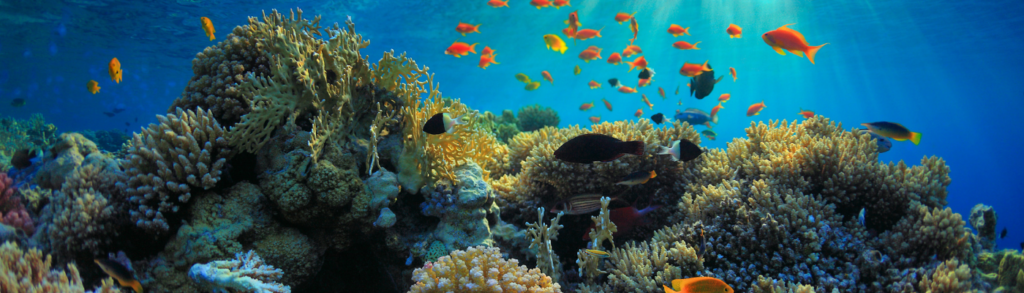 Research Shows the Importance of Hot Reefs - Coral Reef Alliance