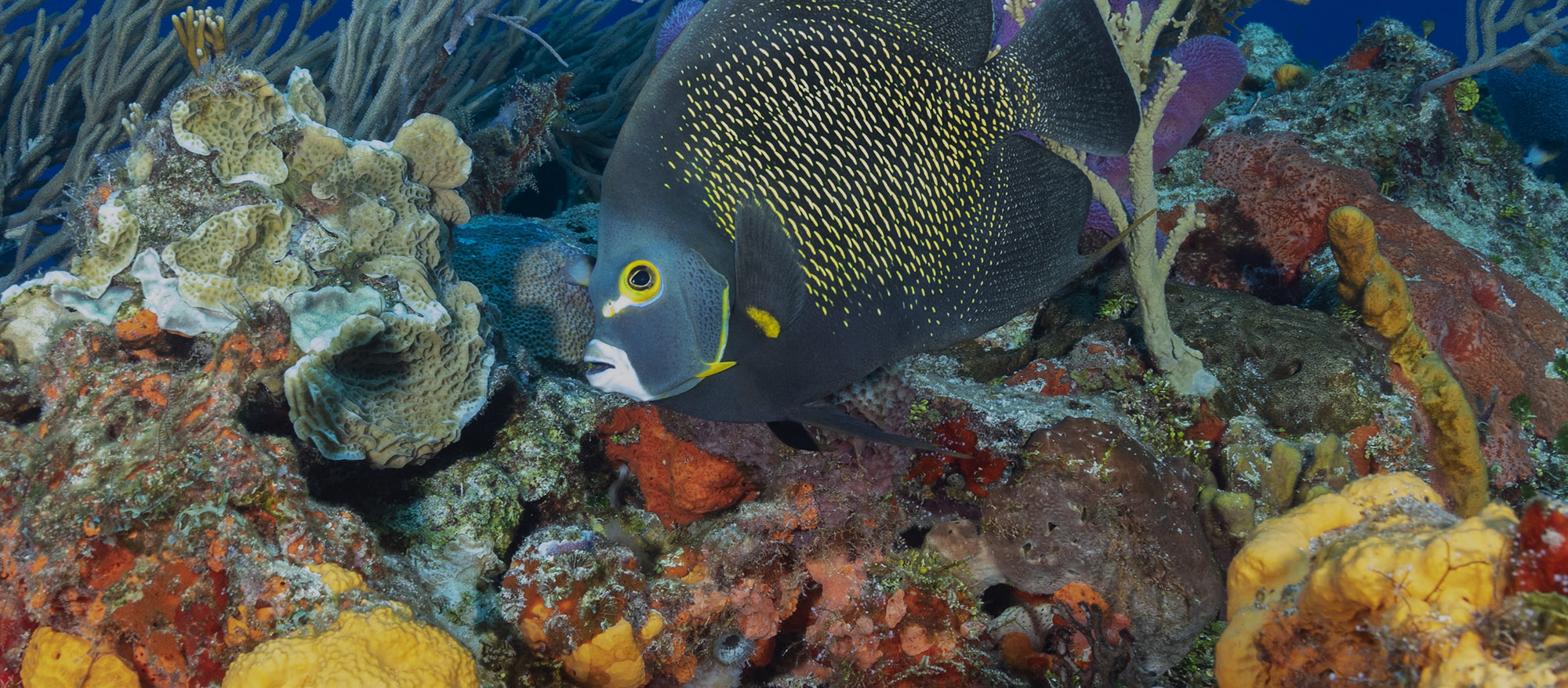 Cozumel Barrier Reef Exploring Cozumel: Top 6 Dive Sites SCUBA News