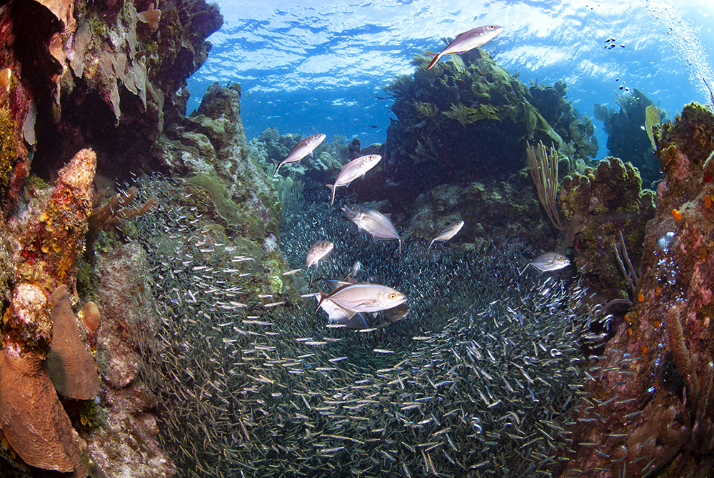 Tela Bay’s 2021 Closed Fishing Season Shows Success - Coral Reef Alliance