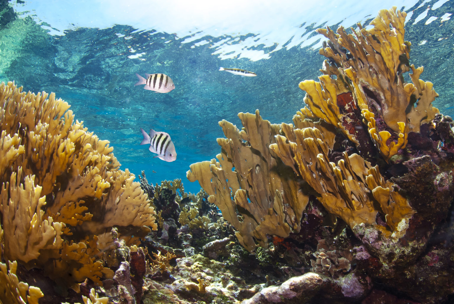 Thank You For Joining CORAL at ICRS - Coral Reef Alliance