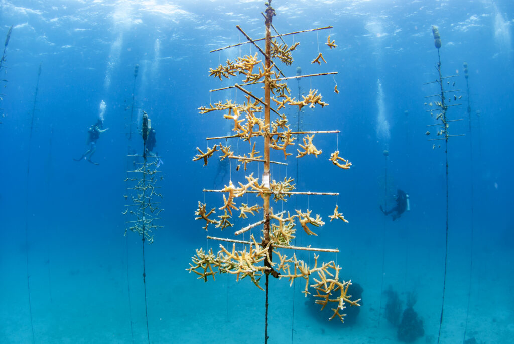 Coral Restoration Alone Likely Won’t Be Enough to Save Coral Reefs ...