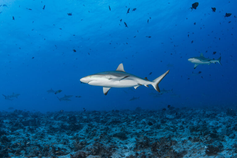 Why Are Oceans Important? And What Can We Do To Protect Them? - Coral ...