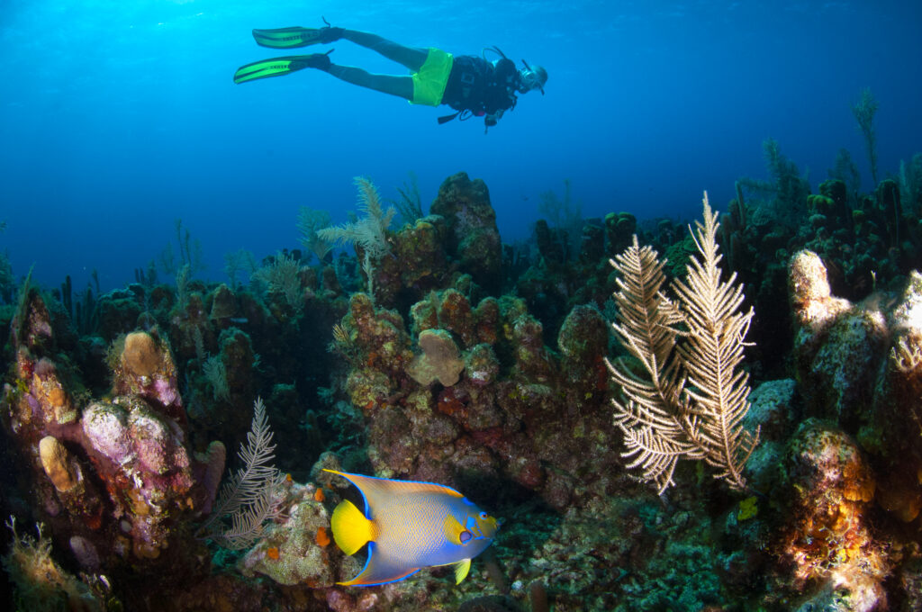 How Do Corals Reproduce? And What Can We Do to Keep Them Healthy ...