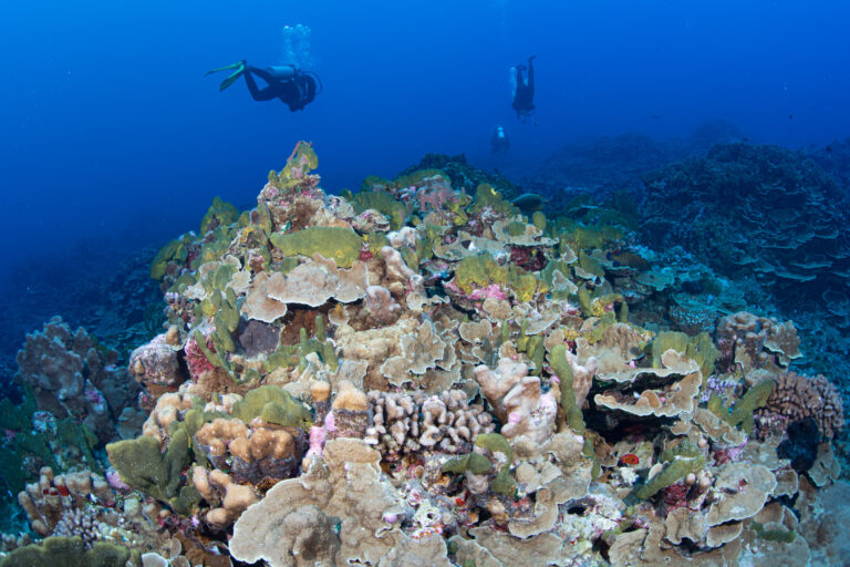 Why Are Oceans Important? And What Can We Do To Protect Them? - Coral ...