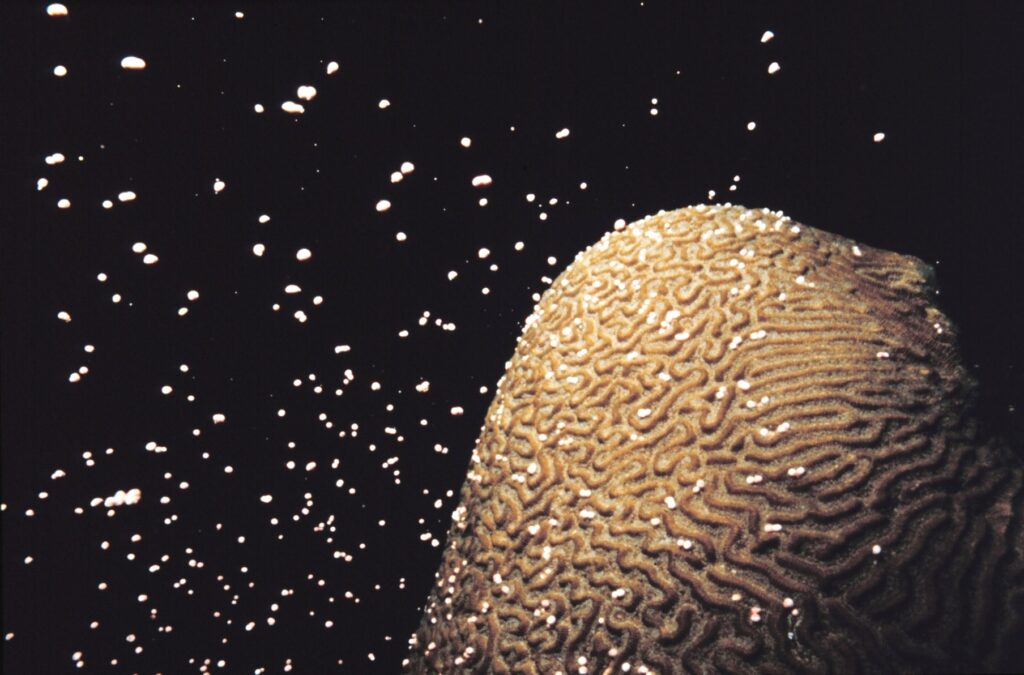 How Do Corals Reproduce? And What Can We Do to Keep Them Healthy ...