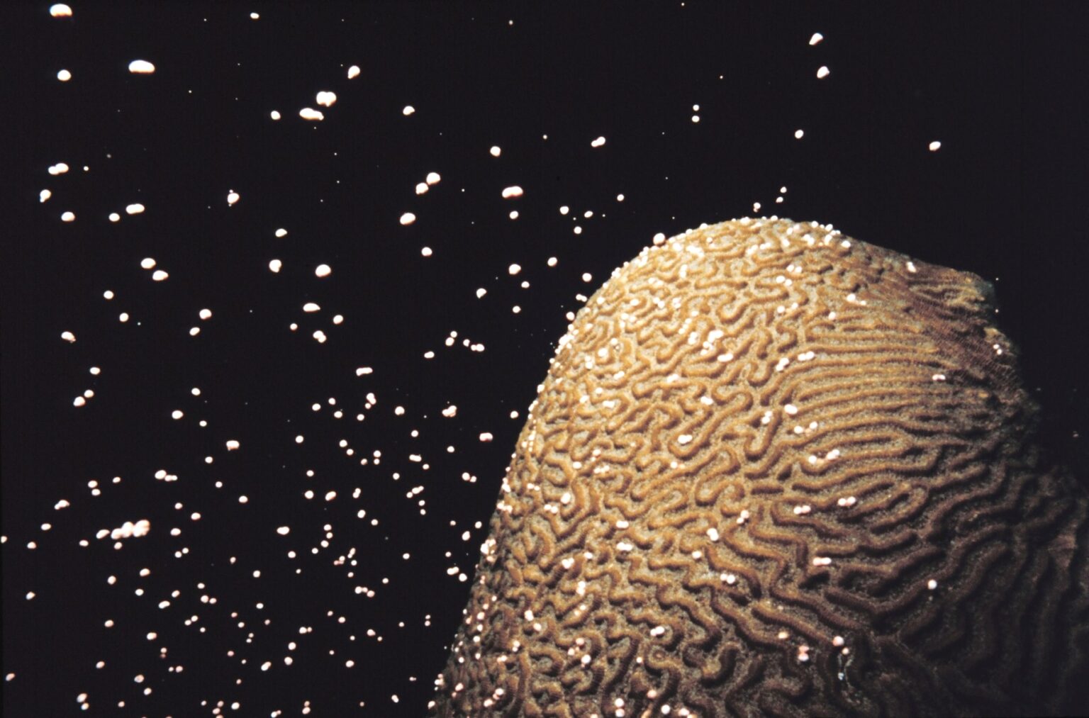 How Do Corals Reproduce? And What Can We Do to Keep Them Healthy ...