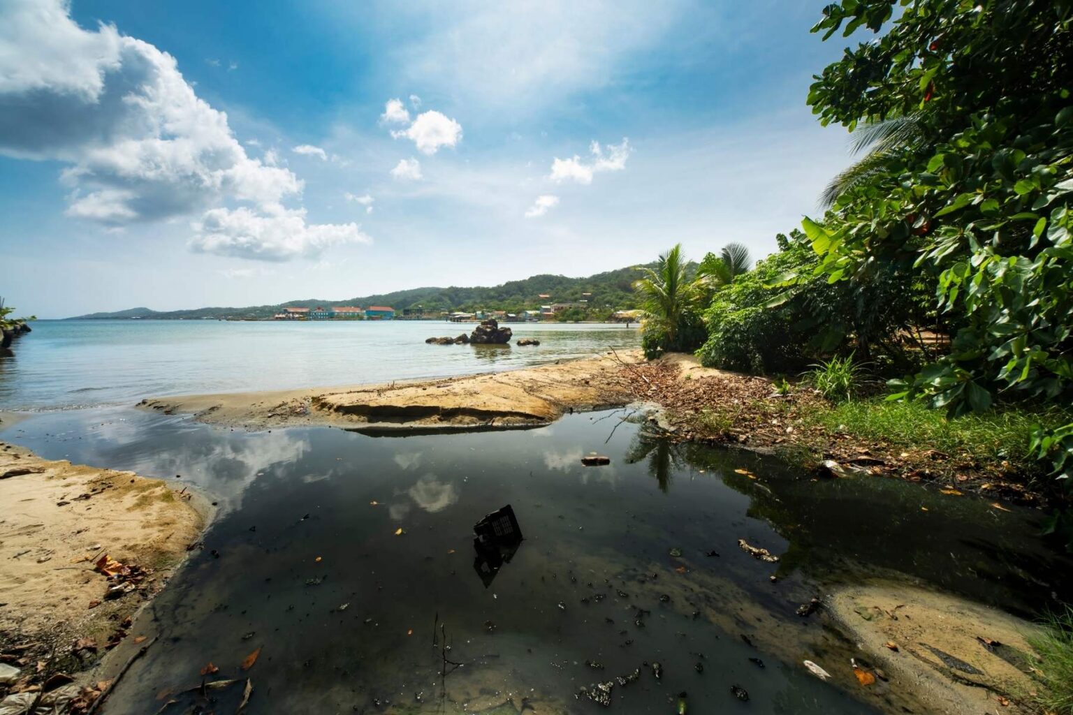 How Do Corals Reproduce? And What Can We Do to Keep Them Healthy ...