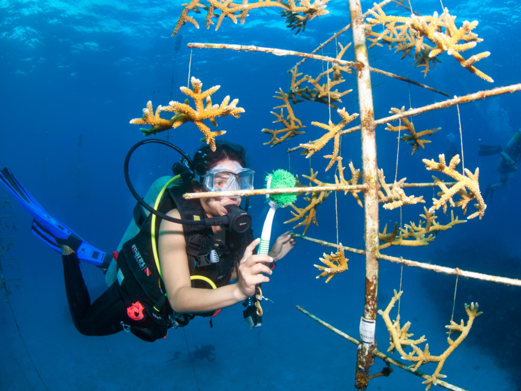 What is Coral Restoration, and Can it Save Coral Reefs? - Coral Reef Alliance