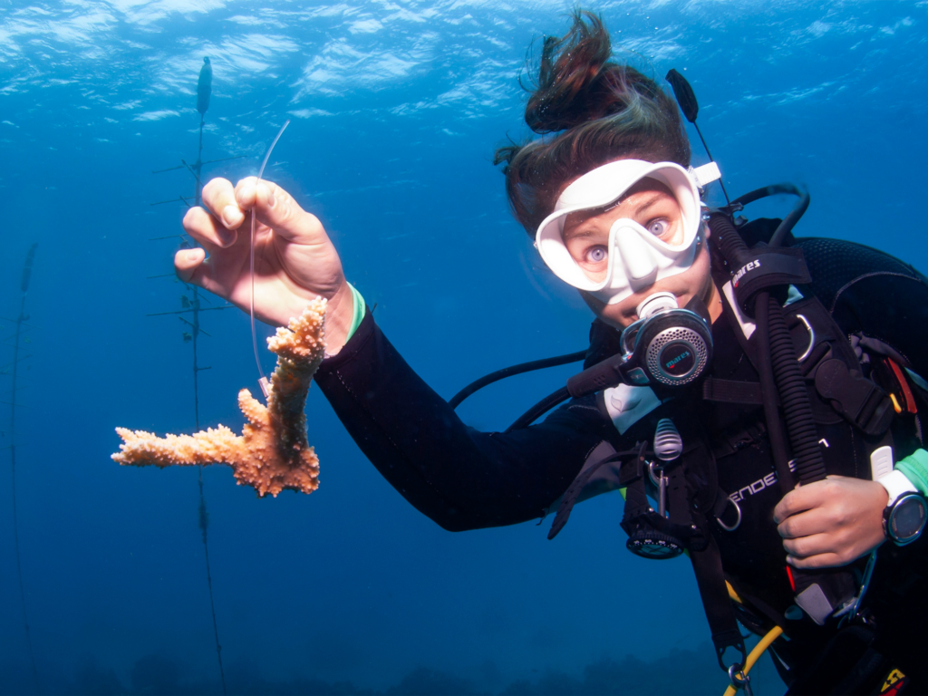 What is Coral Restoration, and Can it Save Coral Reefs? - Coral Reef ...