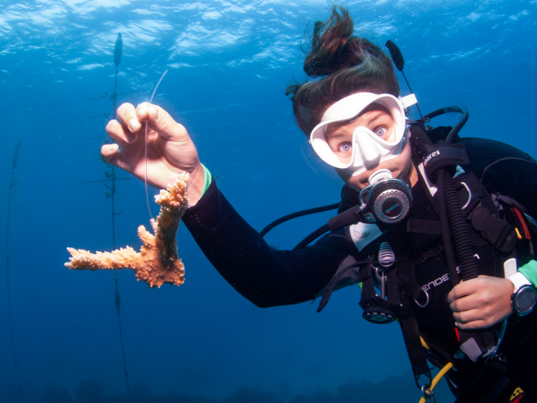 What is Coral Restoration, and Can it Save Coral Reefs? - Coral Reef ...