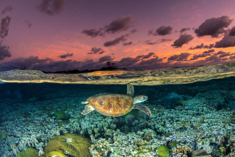 The Dynamic Connection Between Sea Turtles and Coral Reefs - Coral Reef ...