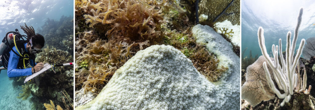Introducing the Coral Bleaching Toolkit & Comprehensive Guide, A Crucial Step Towards Coral Reef ...