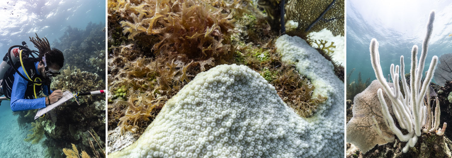 Introducing the Coral Bleaching Toolkit & Comprehensive Guide, A ...