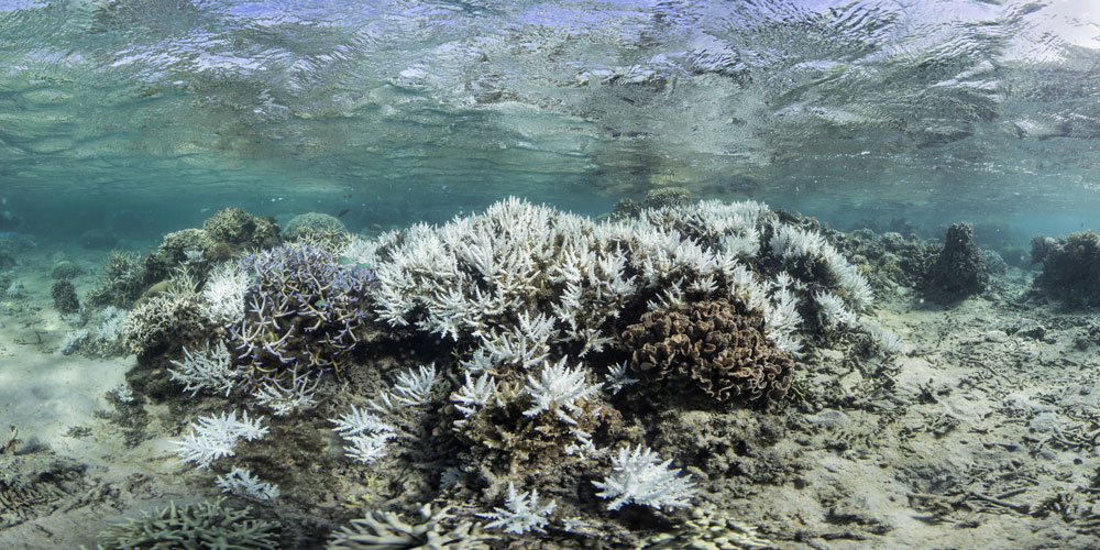 Overview of Coral Bleaching - Coral Reef Alliance