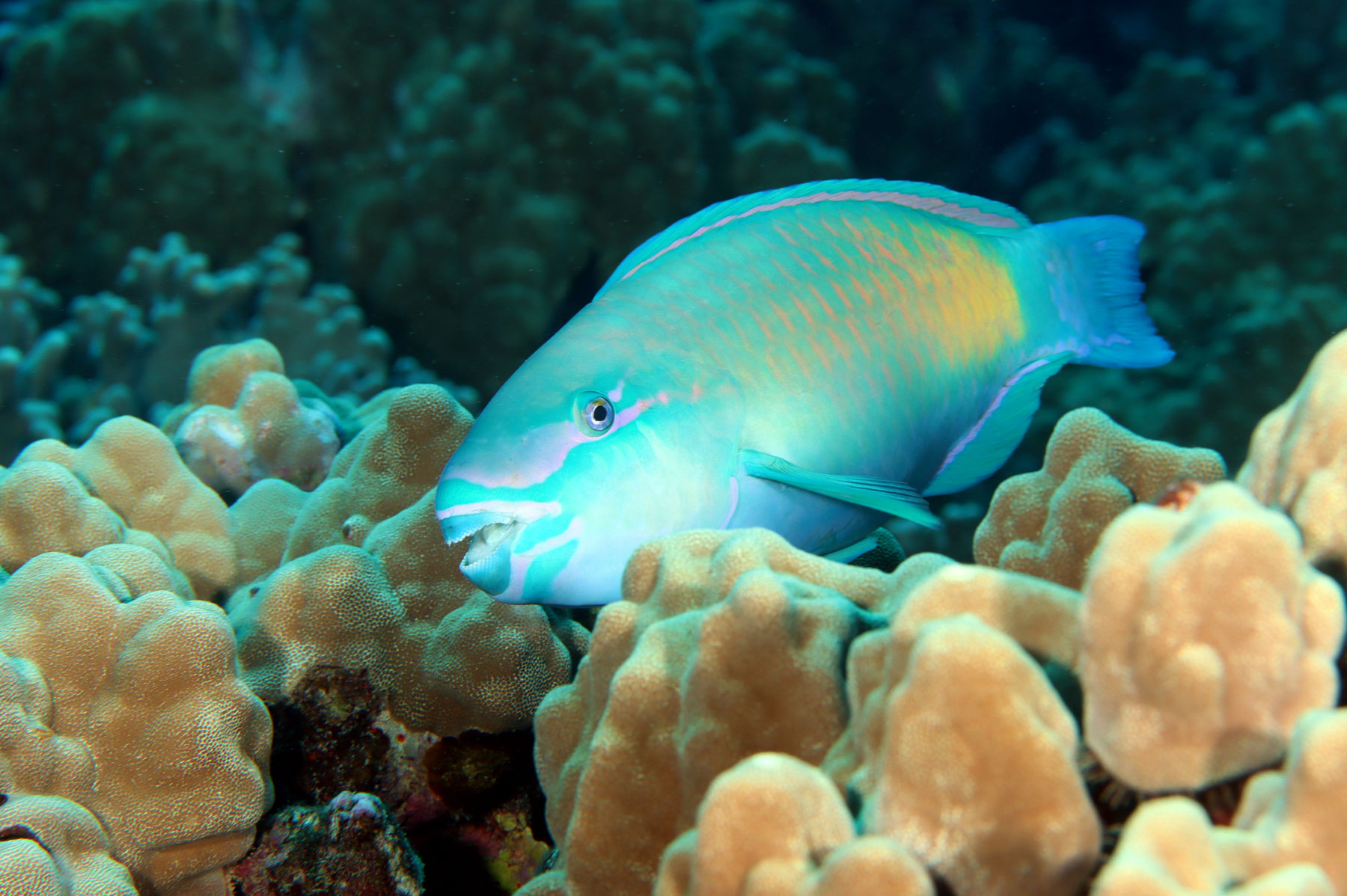 Guardians of the Reef: The Importance of Herbivore Fish in Coral Reef ...