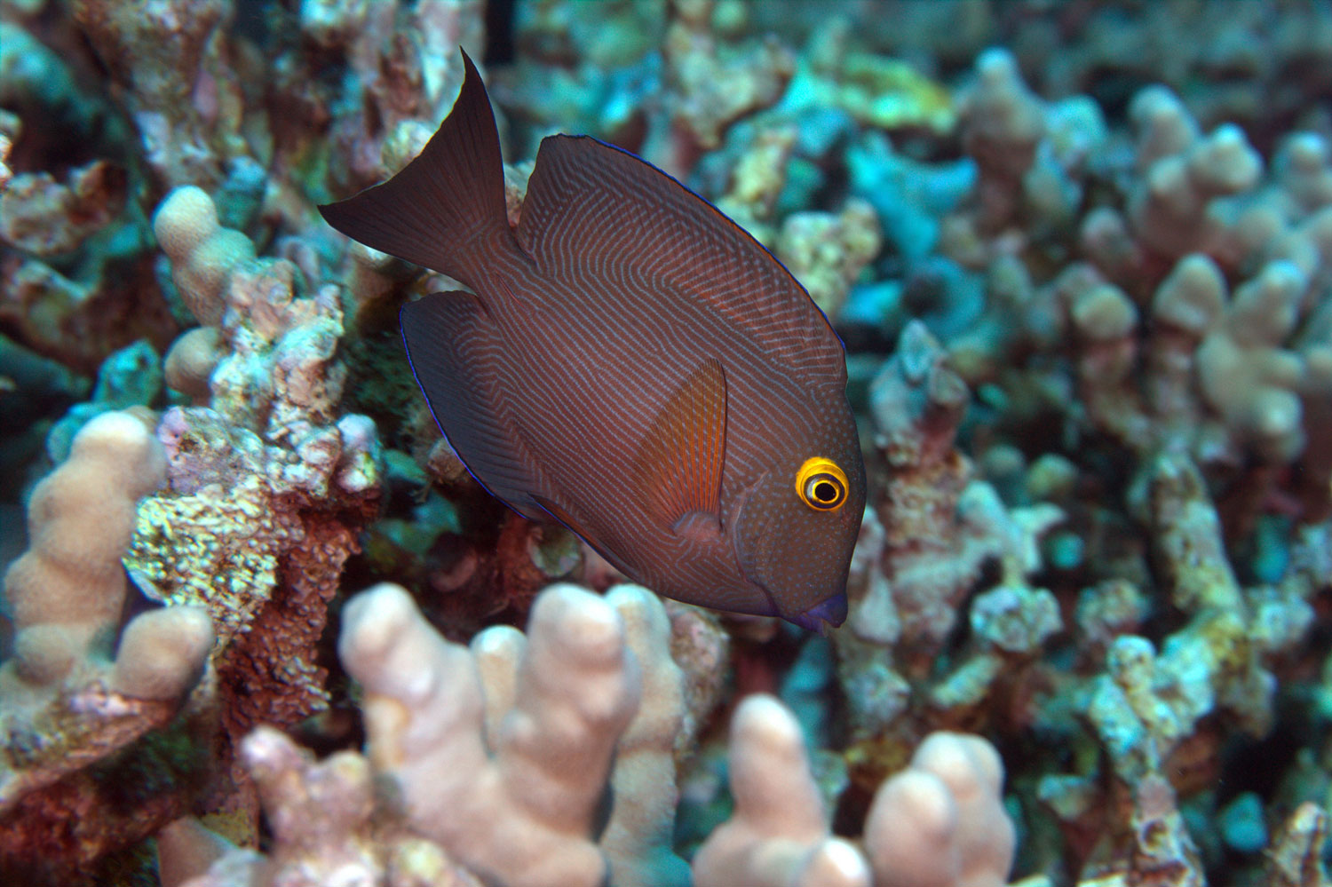 Nadando Hacia la Sostenibilidad Con la Pesca Pono y la Conservación de ...
