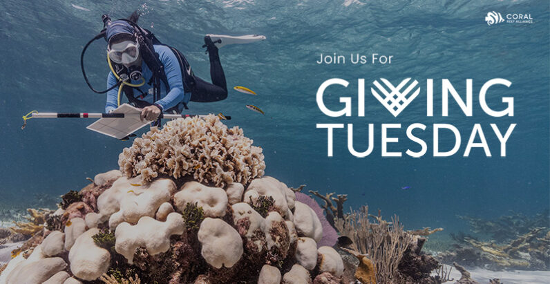 5 Ways to Dive into #GivingTuesday with CORAL - Coral Reef Alliance