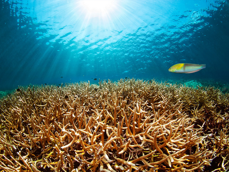 Two Caribbean Reefs Gravely Distressed from Coral Bleaching and Climate ...