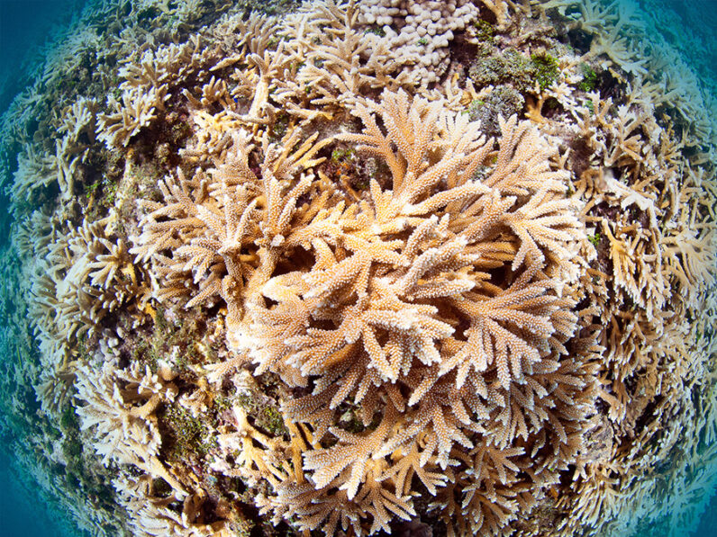 Two Caribbean Reefs Gravely Distressed from Coral Bleaching and Climate ...