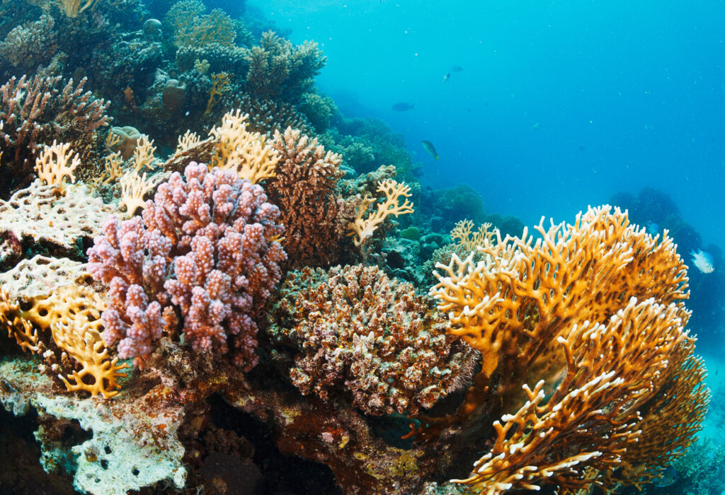 Corals Decoded: Animals or Plants? Common Myths Debunked - Coral Reef ...
