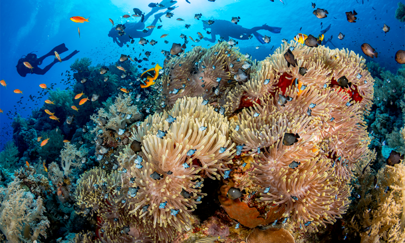 Diversity of Wildlife in Coral Reef Ecosystems - Coral Reef Alliance