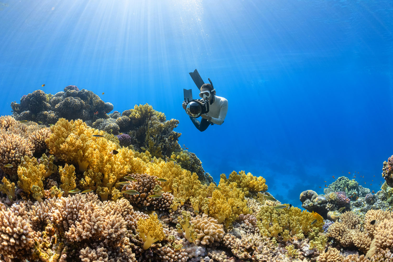 Impact Report - Coral Reef Alliance