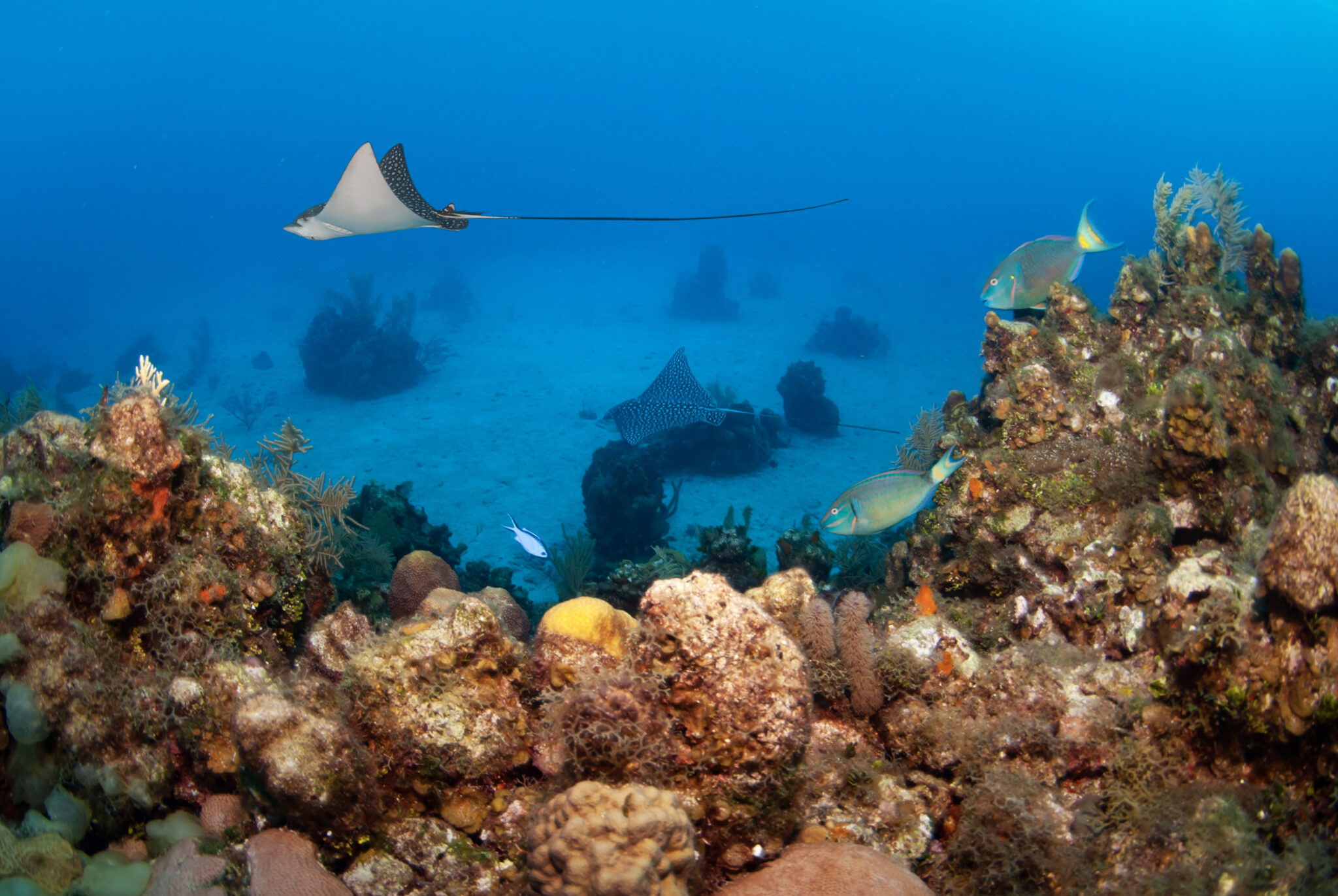 The Importance of Marine Protected Areas - Coral Reef Alliance