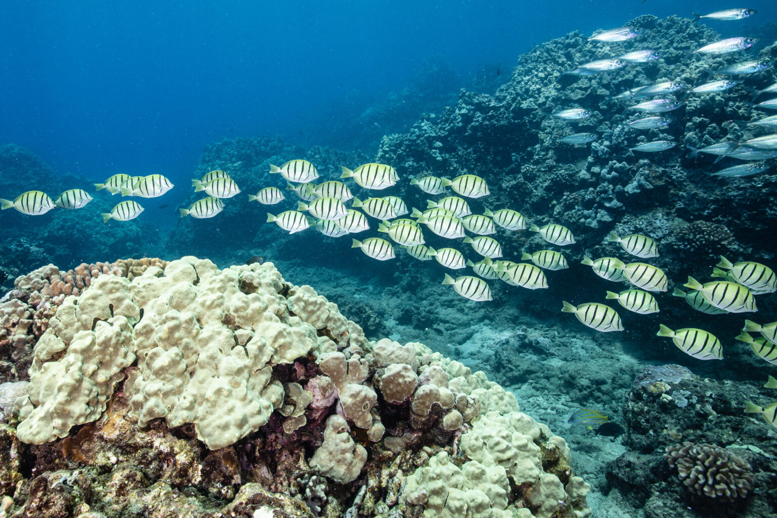 The Importance of Marine Protected Areas - Coral Reef Alliance