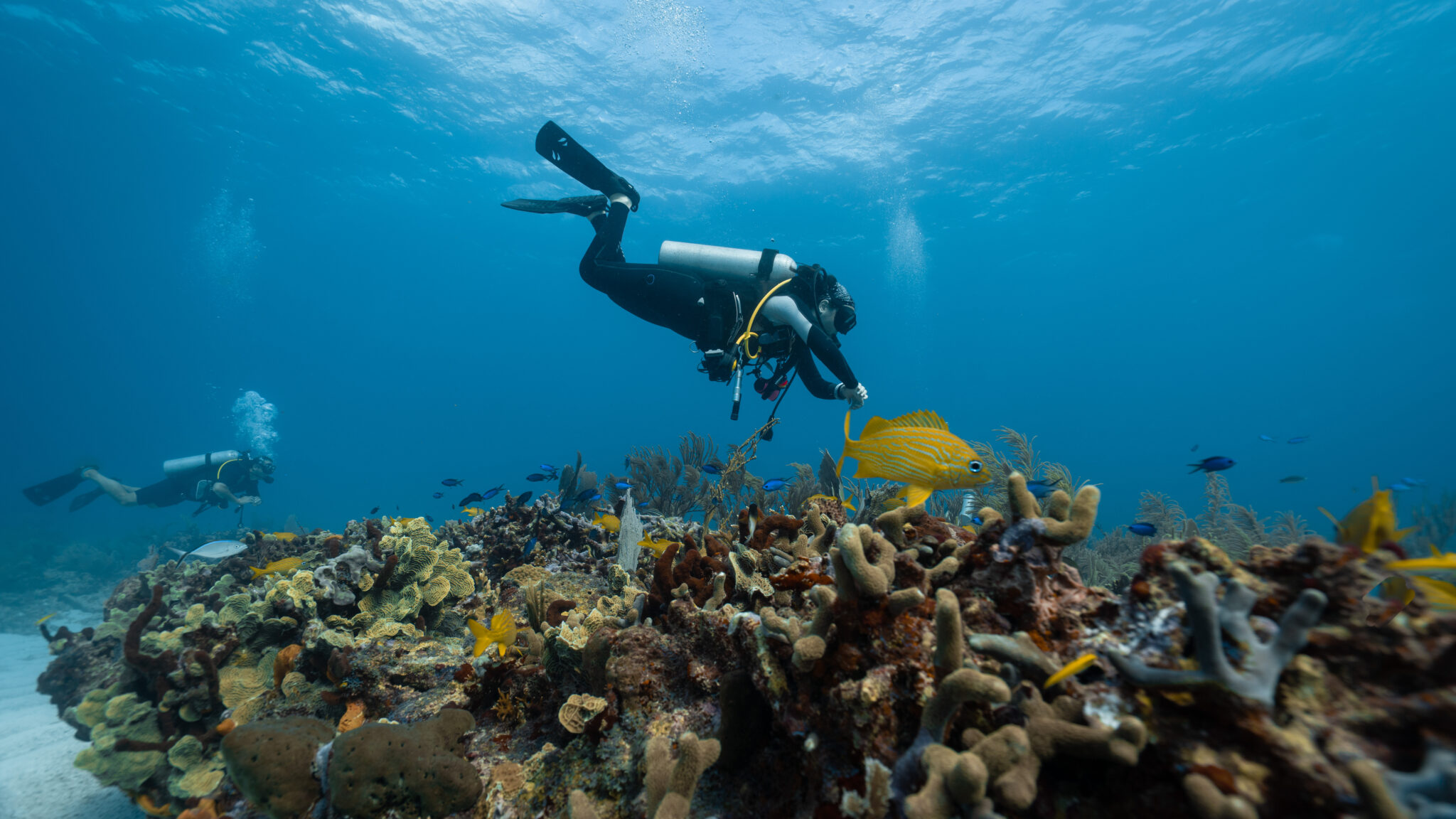 The Surprising Connections Between Coral Reefs and Human Health - Coral ...