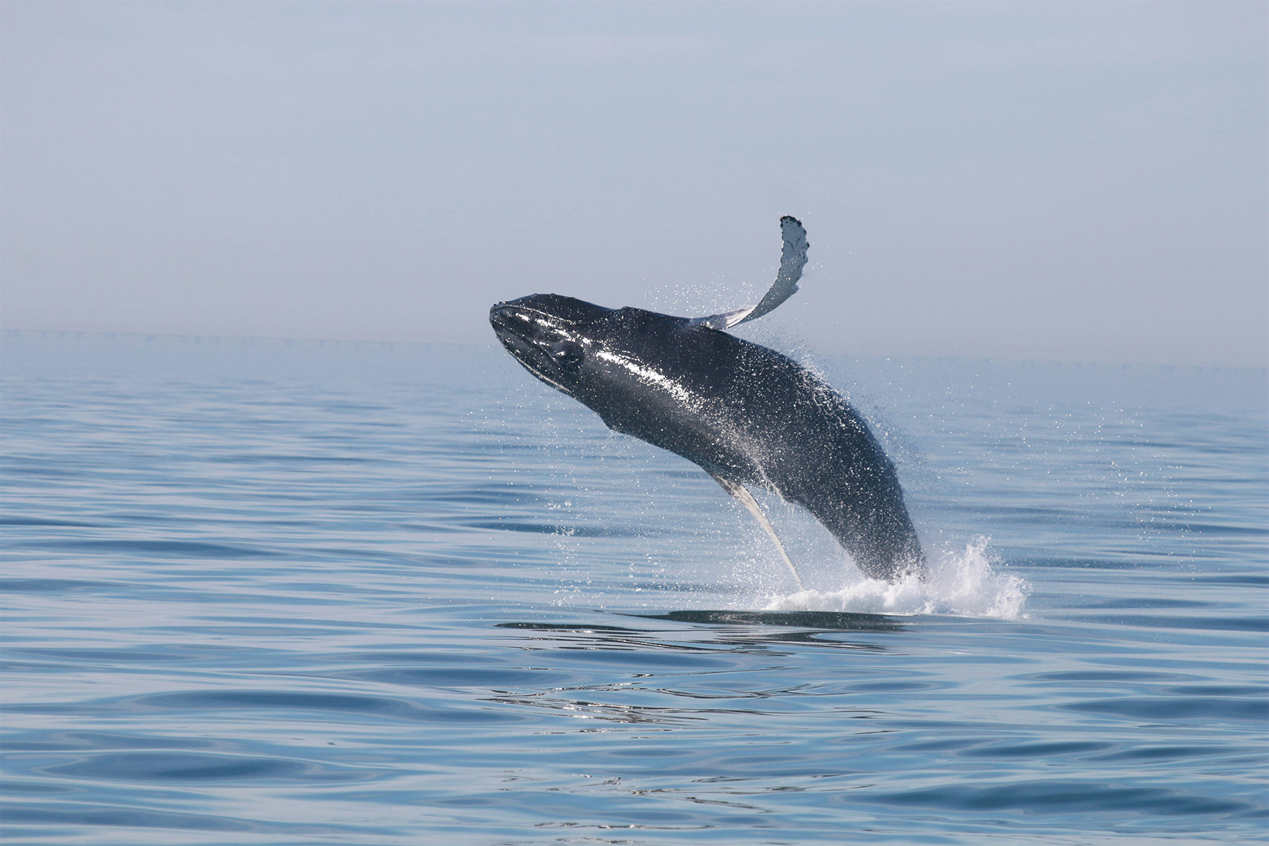 Why Clean Water is Vital for the Future of Our Oceans - Coral Reef Alliance