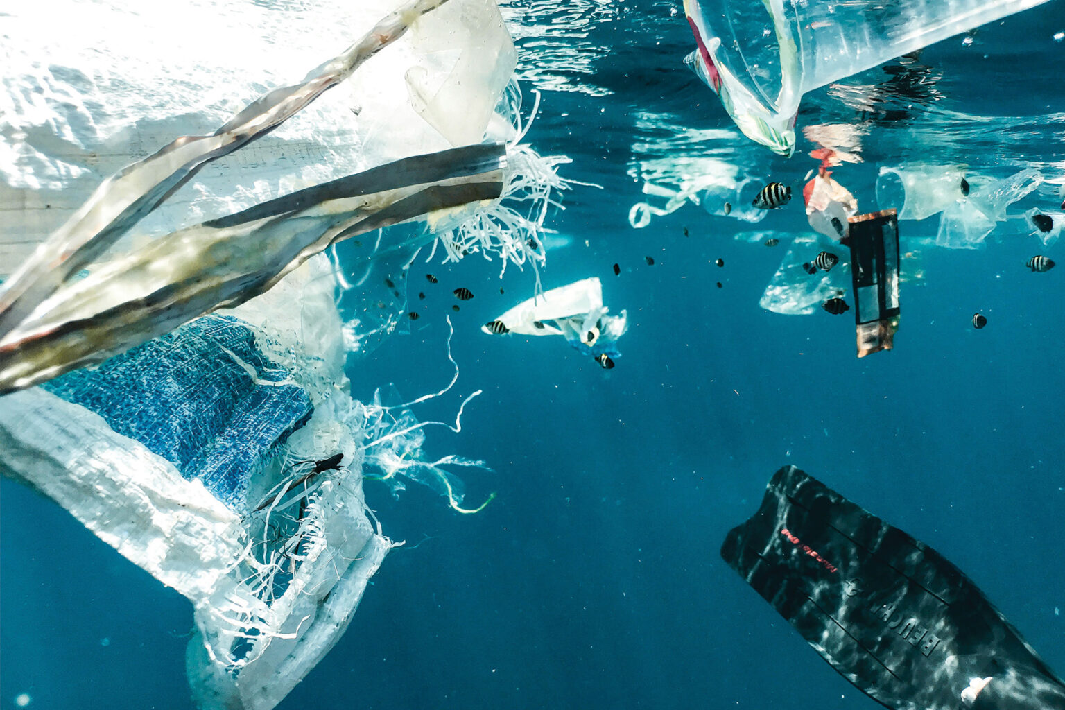 Why Clean Water is Vital for the Future of Our Oceans - Coral Reef Alliance