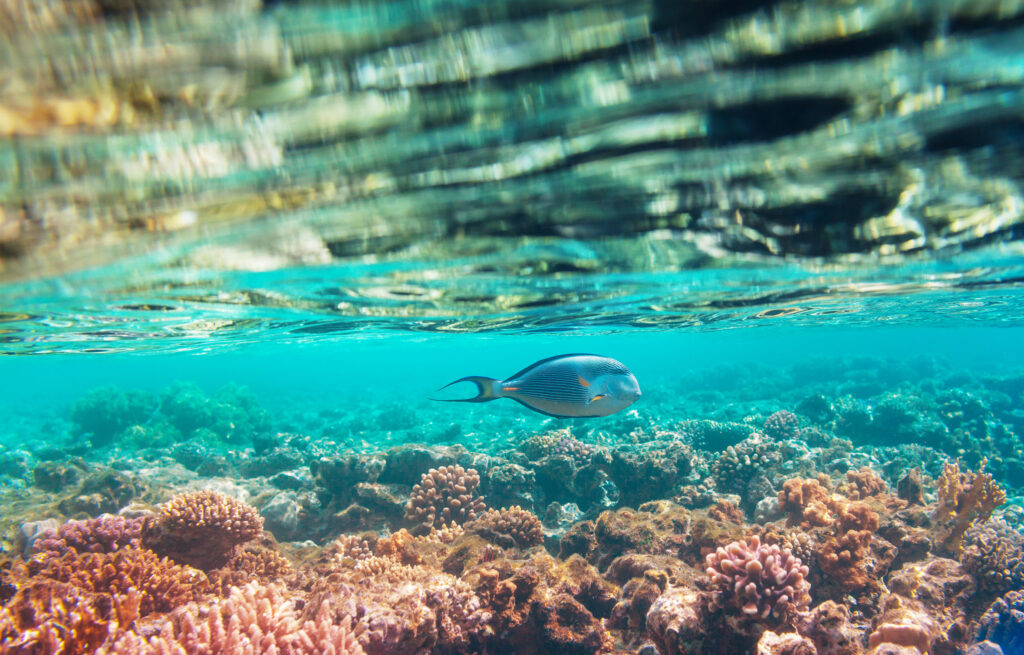Major Water Quality Issues Plaguing Coral Reefs Today - Coral Reef Alliance
