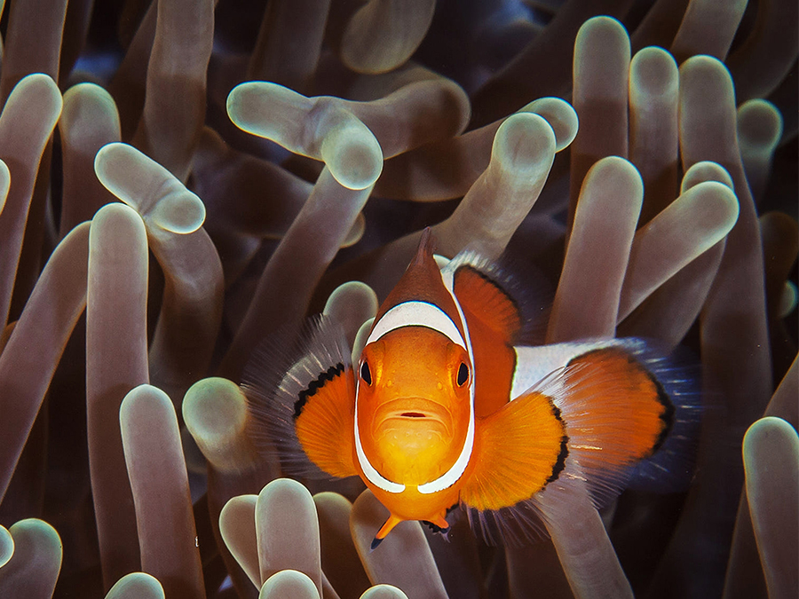 Coral Triangle - Coral Reef Alliance