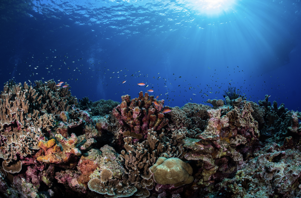 9 Game-Changing Impacts of Clean Water for Coral Reefs - Coral Reef ...