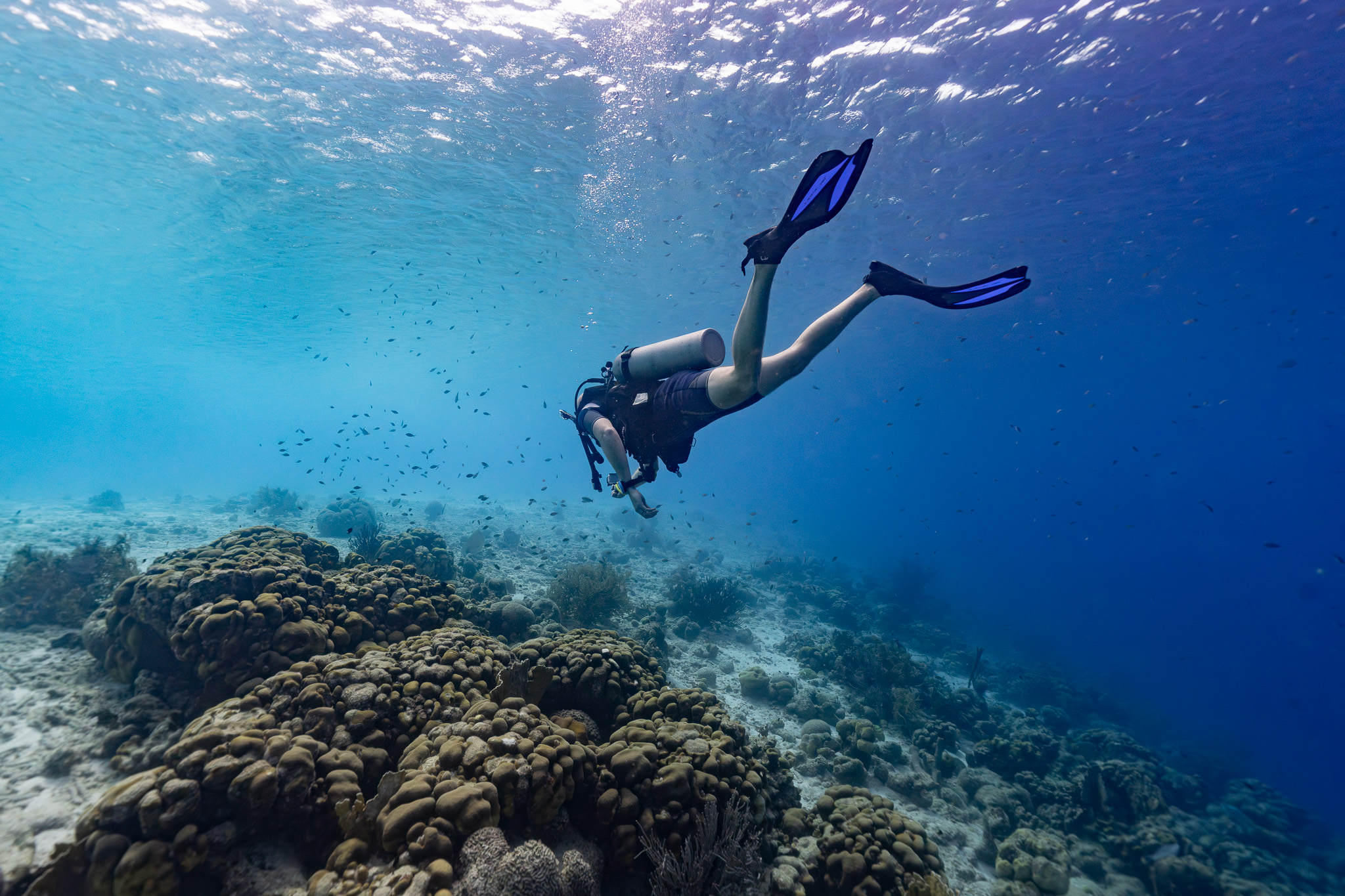 A Call for Sustainable Practices in the Diving Community - Coral Reef ...