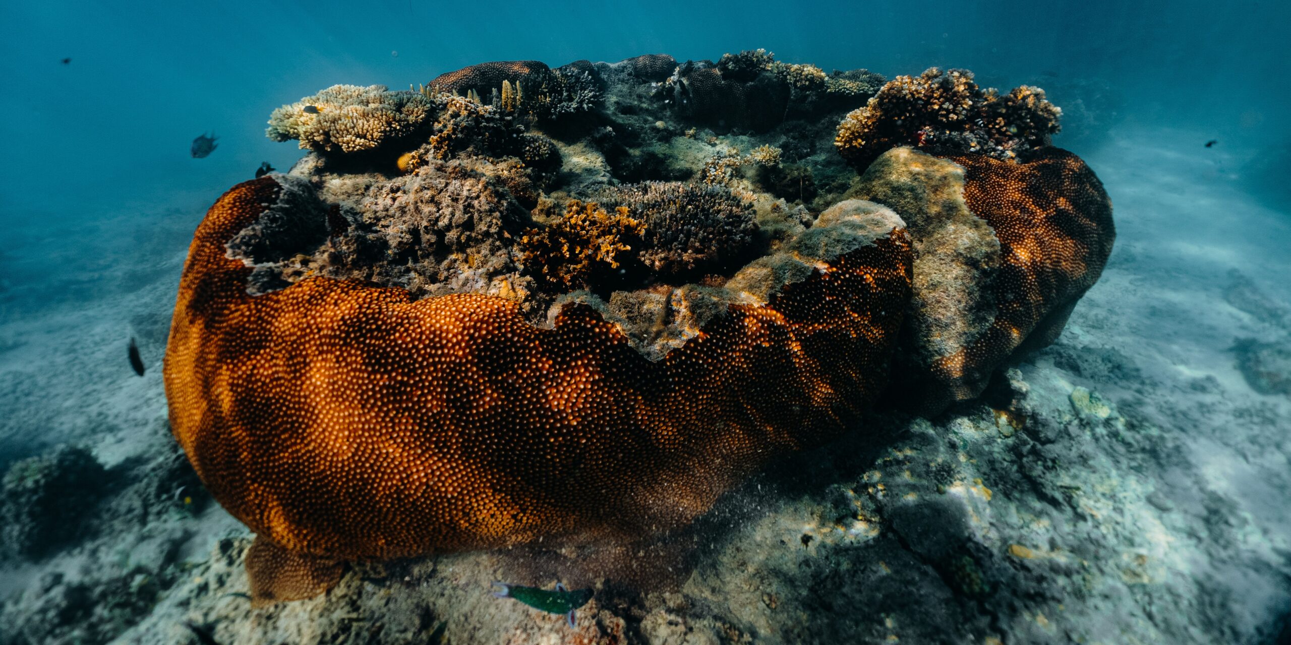 Restoring Coral Reefs Through Clean Water and Sustainable Fisheries ...