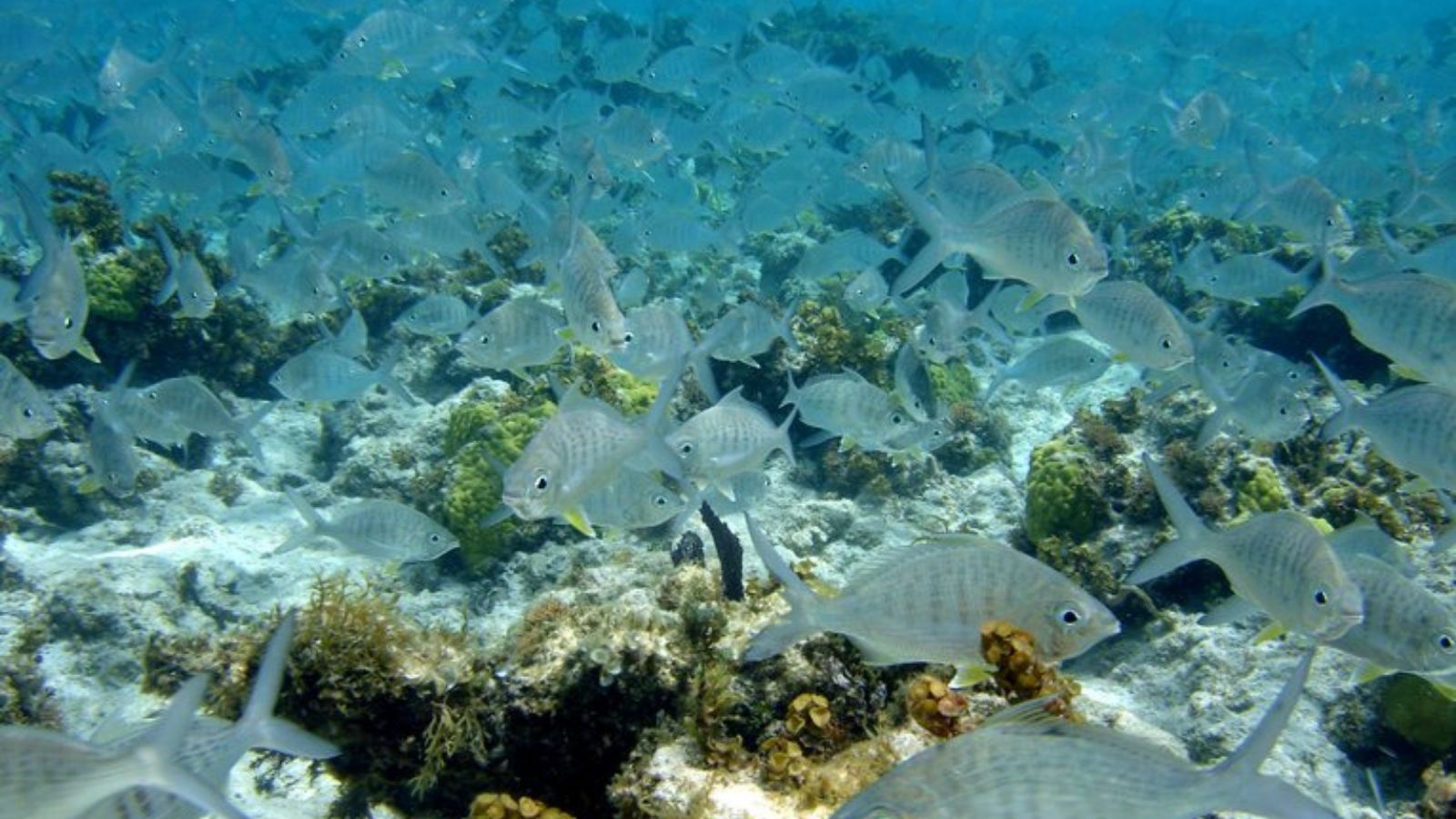 Protecting the Cayman Crown - A Vital Step for Coral Reef Conservation ...