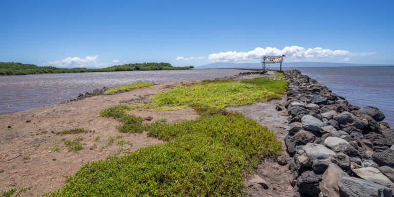 Restoring Coral Reefs Through Clean Water and Sustainable Fisheries ...