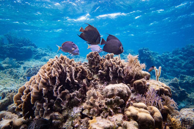 The Importance of Marine Protected Areas - Coral Reef Alliance