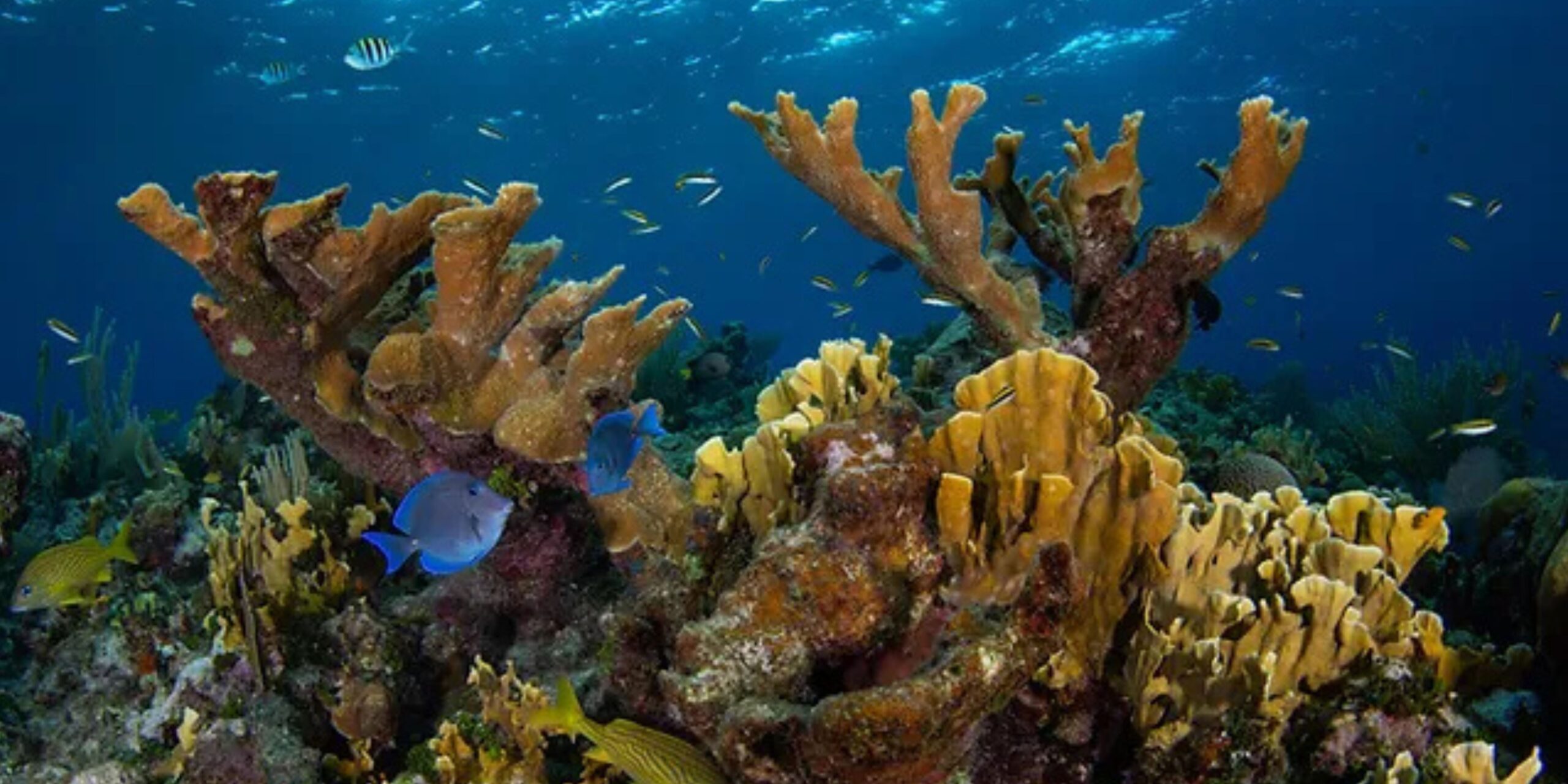 Restoring Coral Reefs Through Clean Water and Sustainable Fisheries ...
