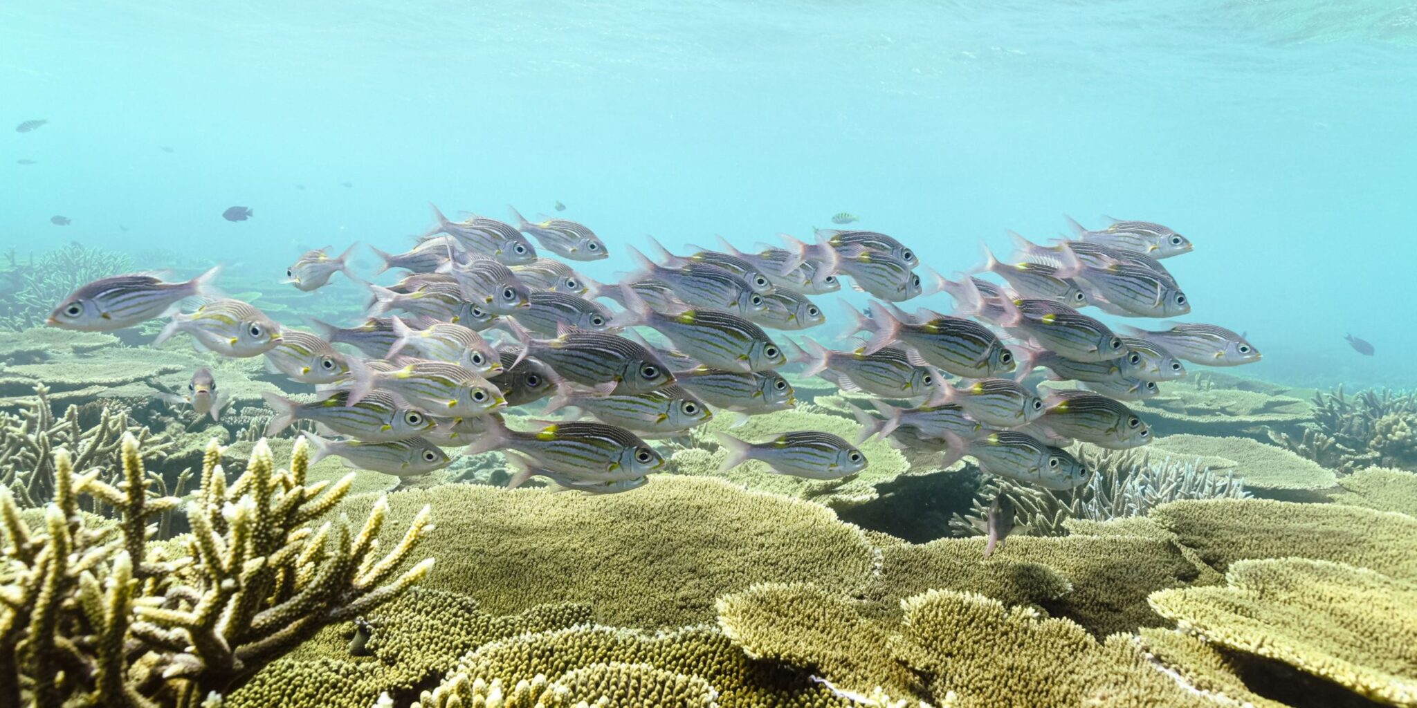 Restoring Coral Reefs Through Clean Water and Sustainable Fisheries ...