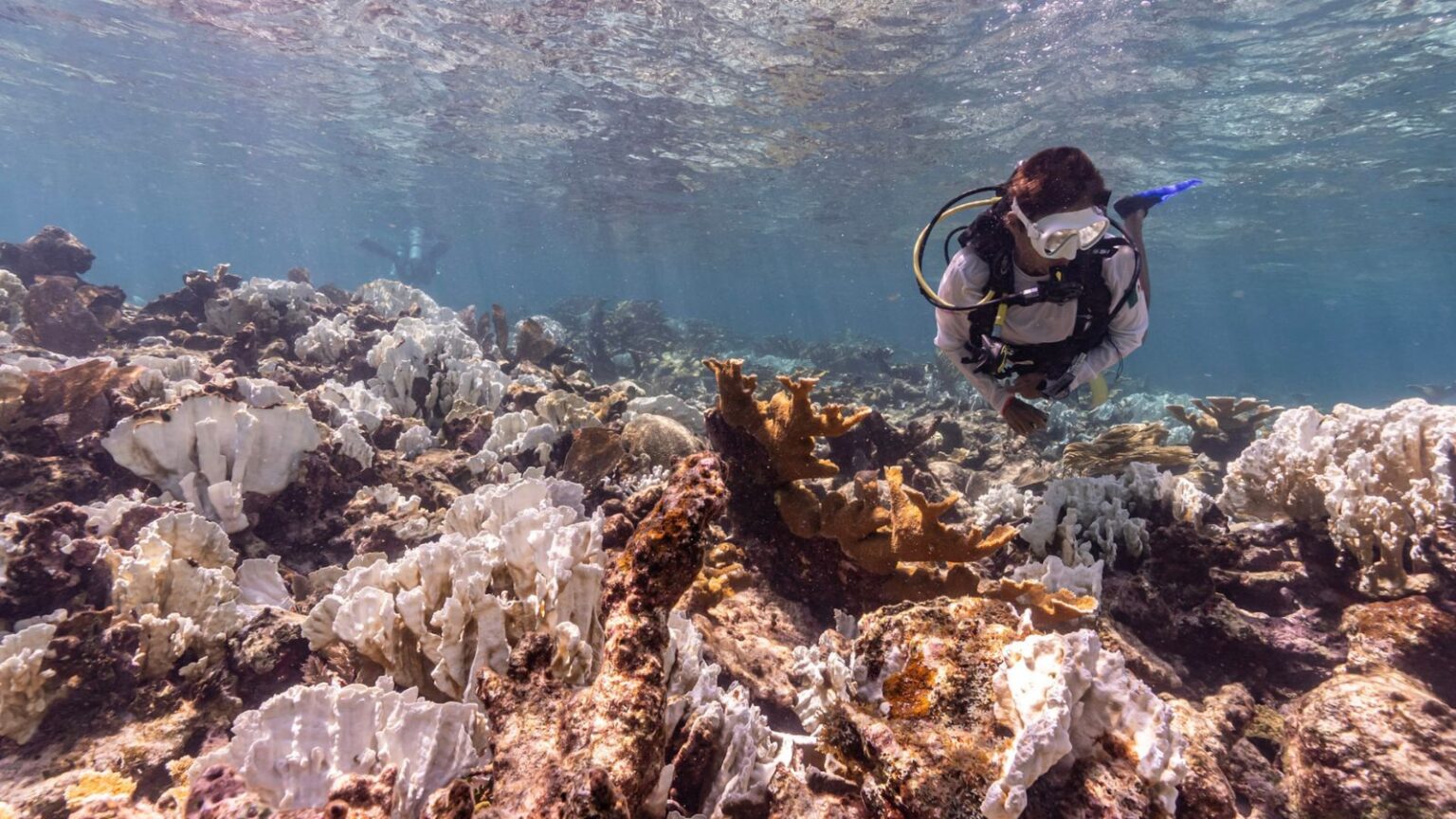 Assessing Coral Reefs through Adaptation Science - Coral Reef Alliance