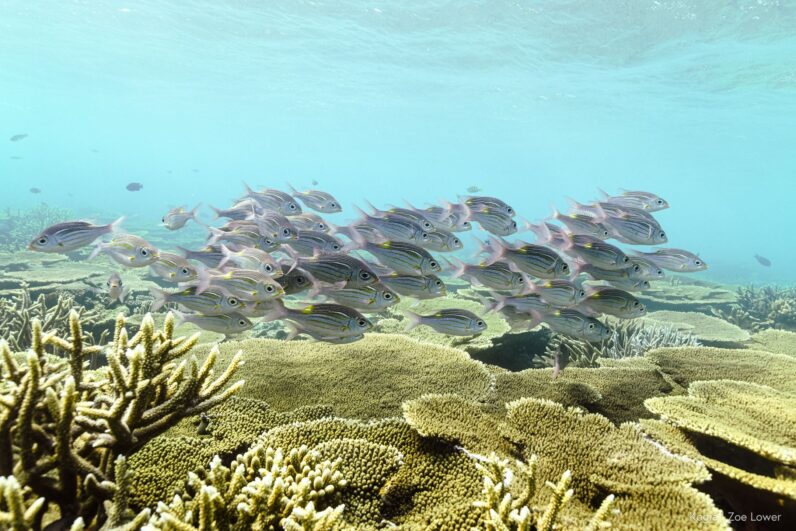 Diversity of Wildlife in Coral Reef Ecosystems - Coral Reef Alliance