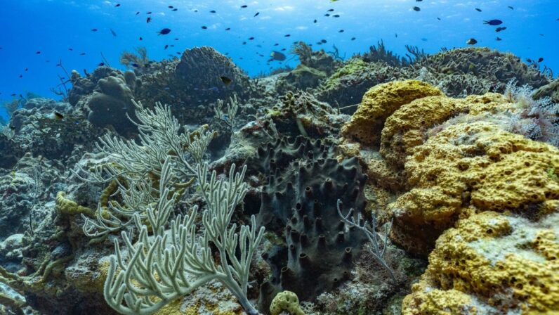 The Ripple Effect - How Coral Reefs Connect Us All - Coral Reef Alliance