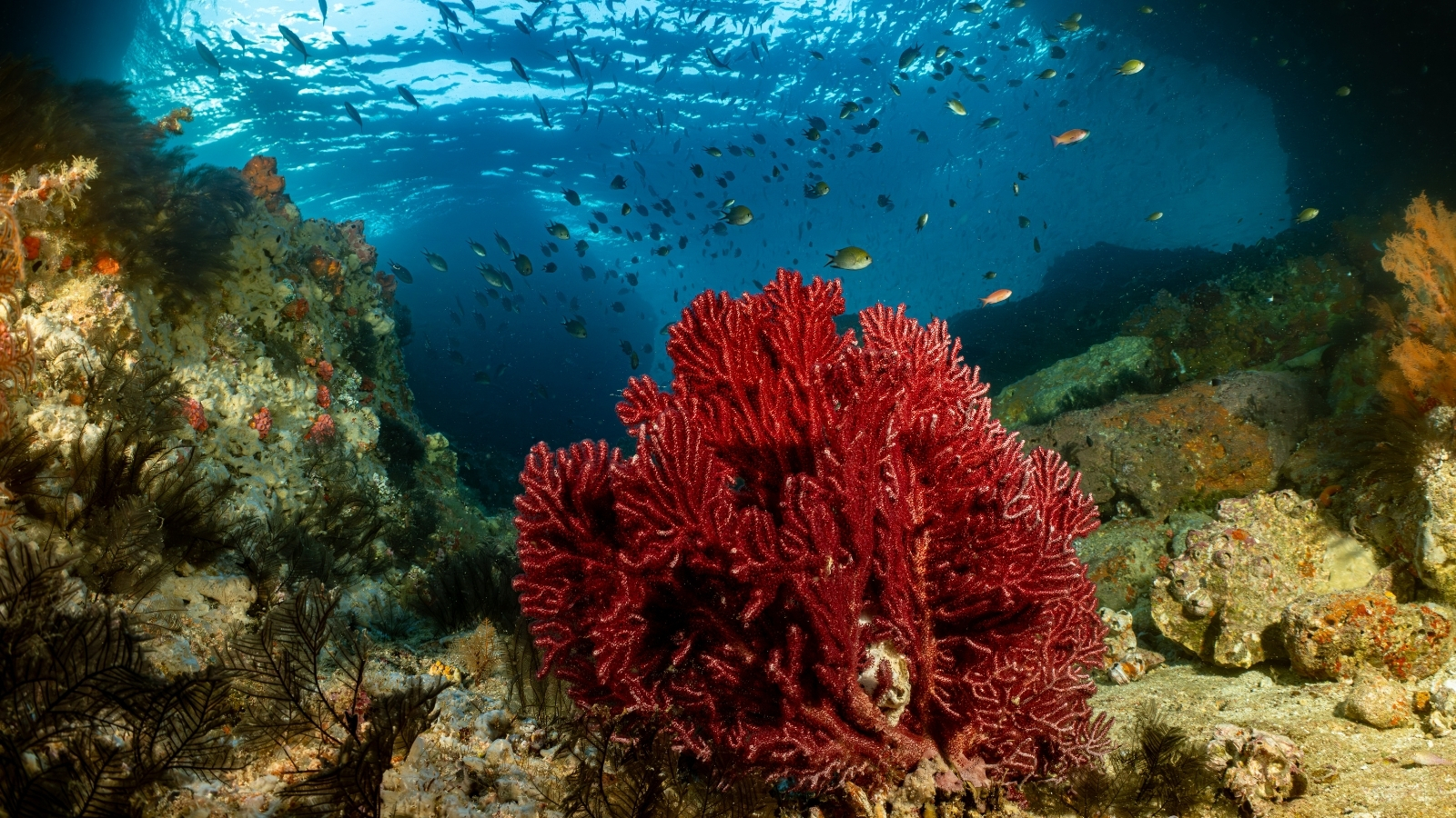 The Ripple Effect - How Coral Reefs Connect Us All - Coral Reef Alliance